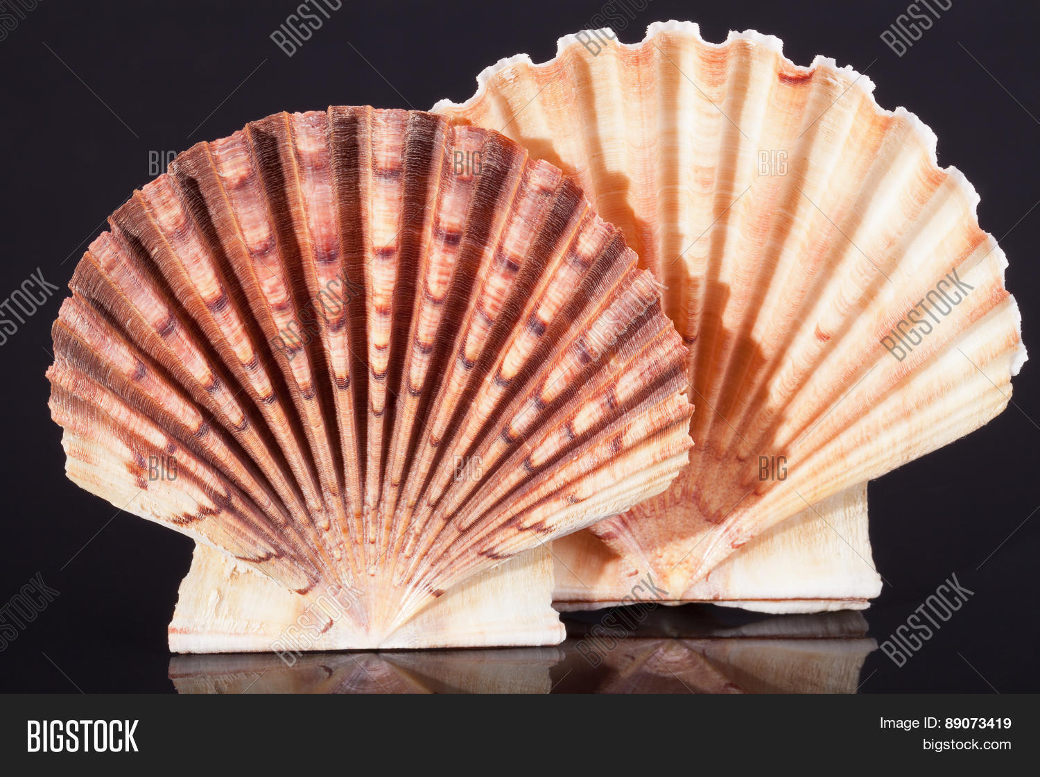 Sea Shells Bivalvia On Image & Photo (Free Trial) | Bigstock