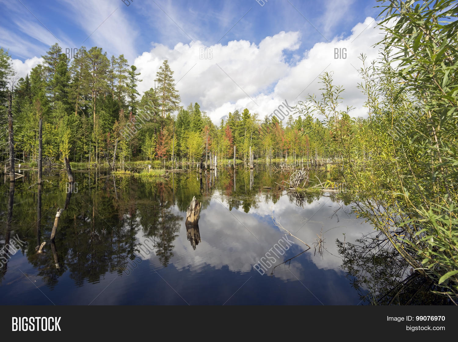 Northern Wetland Image & Photo (Free Trial) | Bigstock