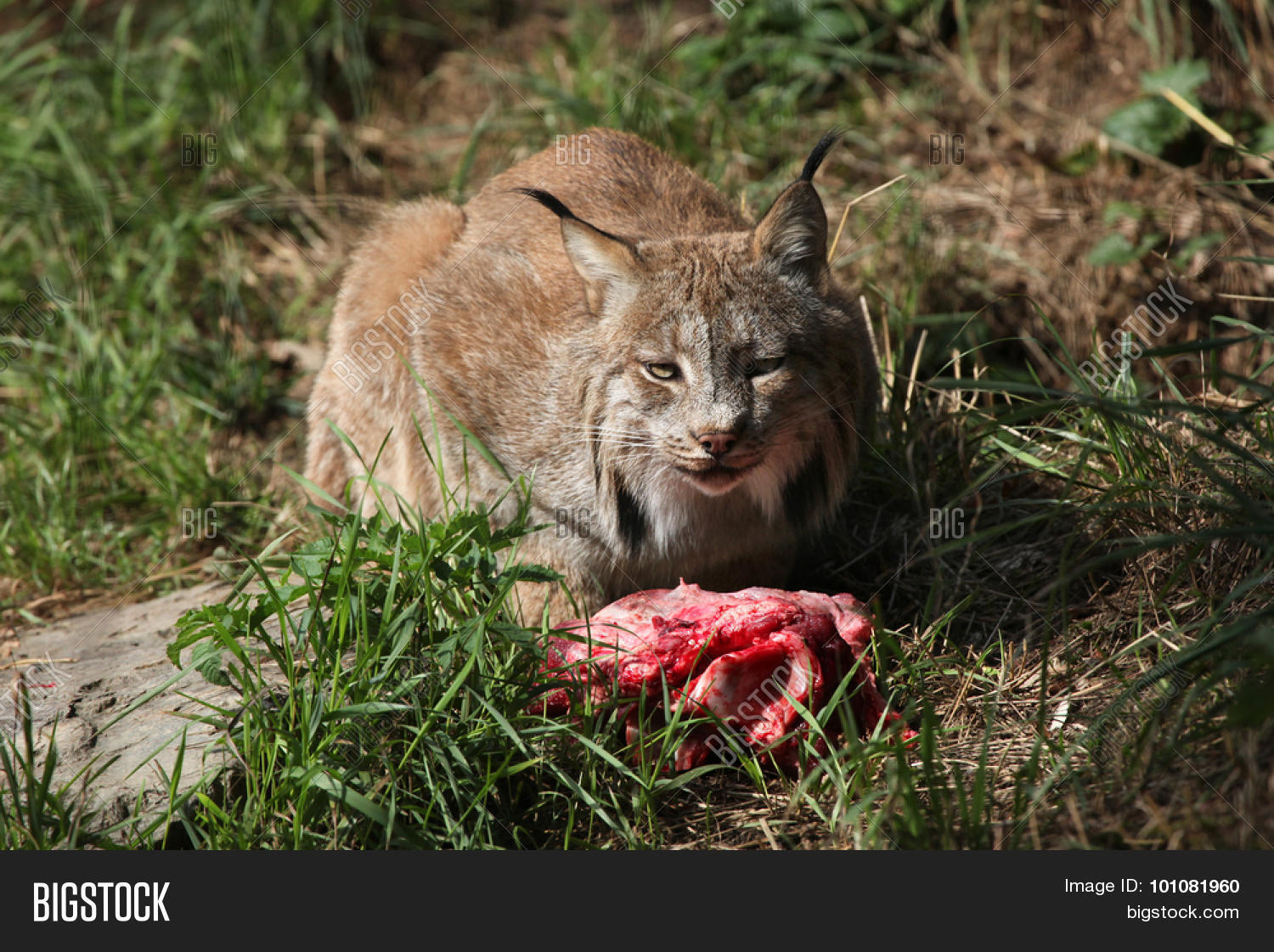 Canadian Lynx (Lynx Image & Photo (Free Trial) | Bigstock