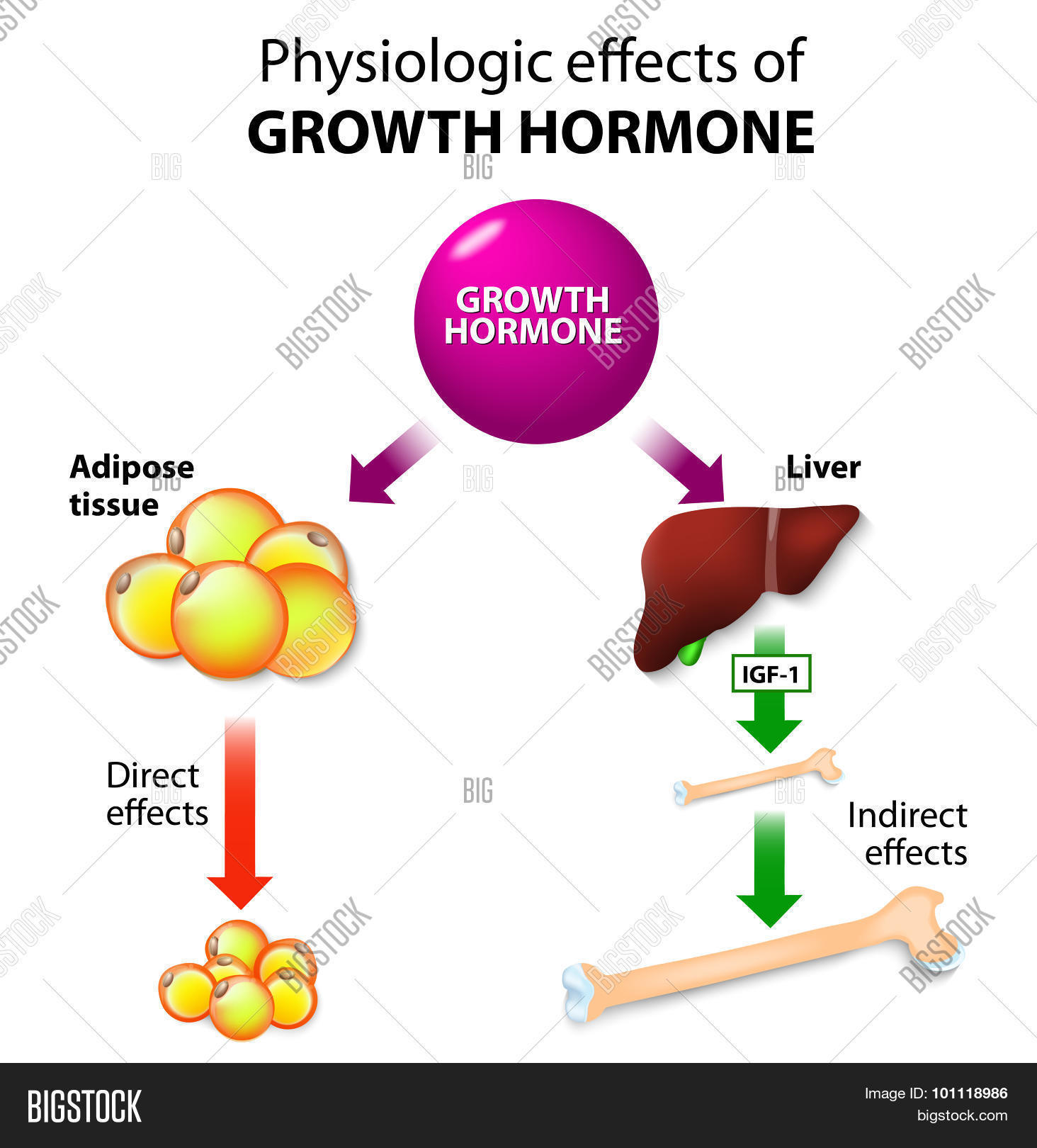 Growth Hormone Vector & Photo (Free Trial) | Bigstock