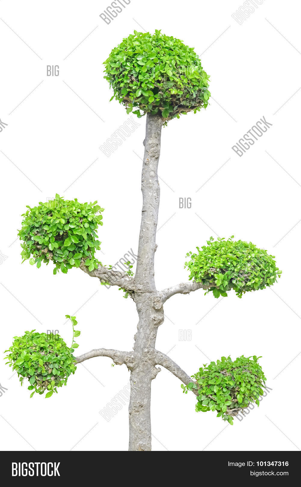 Streblus Asper Tree Image & Photo (Free Trial) | Bigstock
