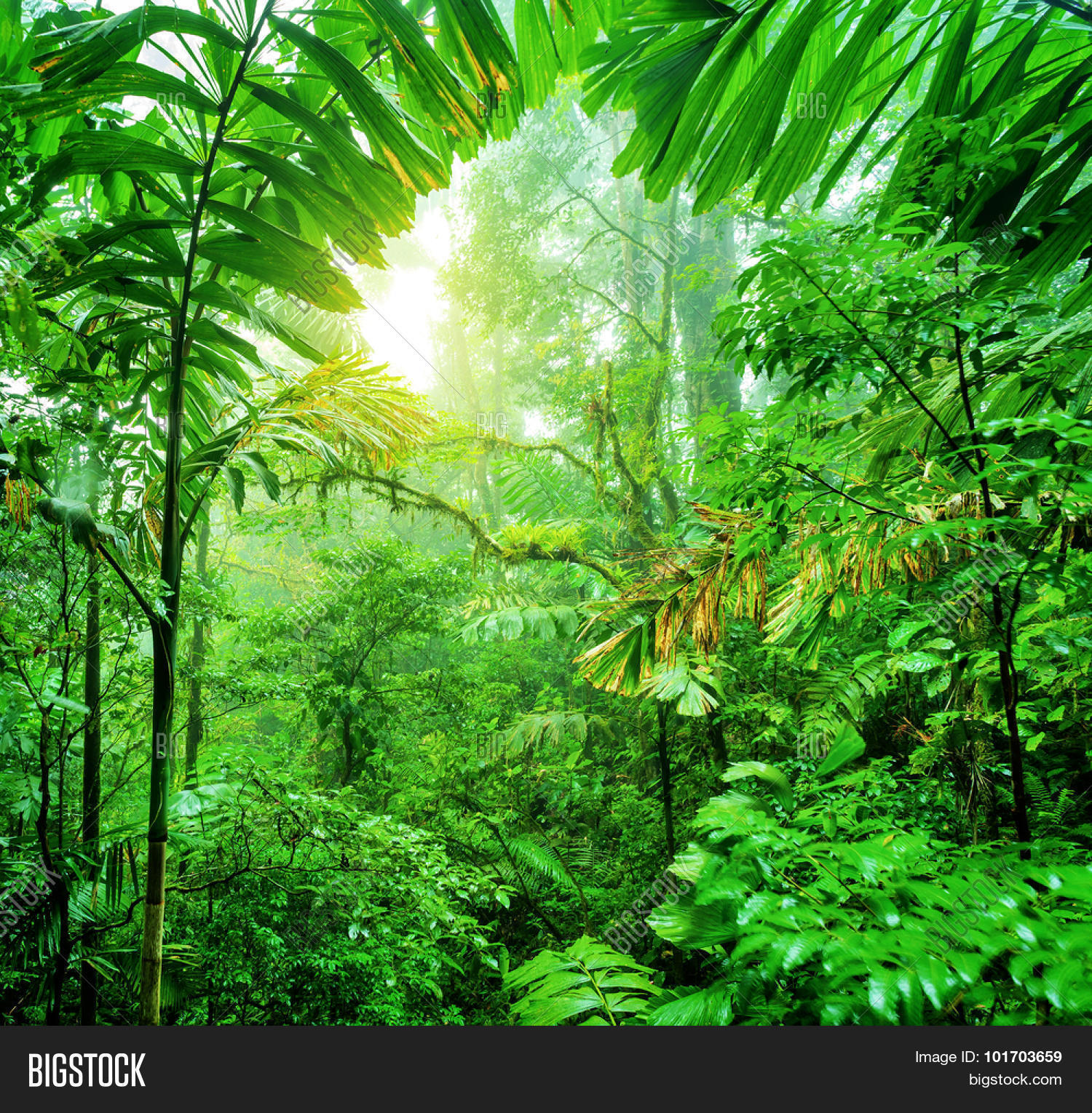 Fresh Green Rainforest Image & Photo (Free Trial) | Bigstock