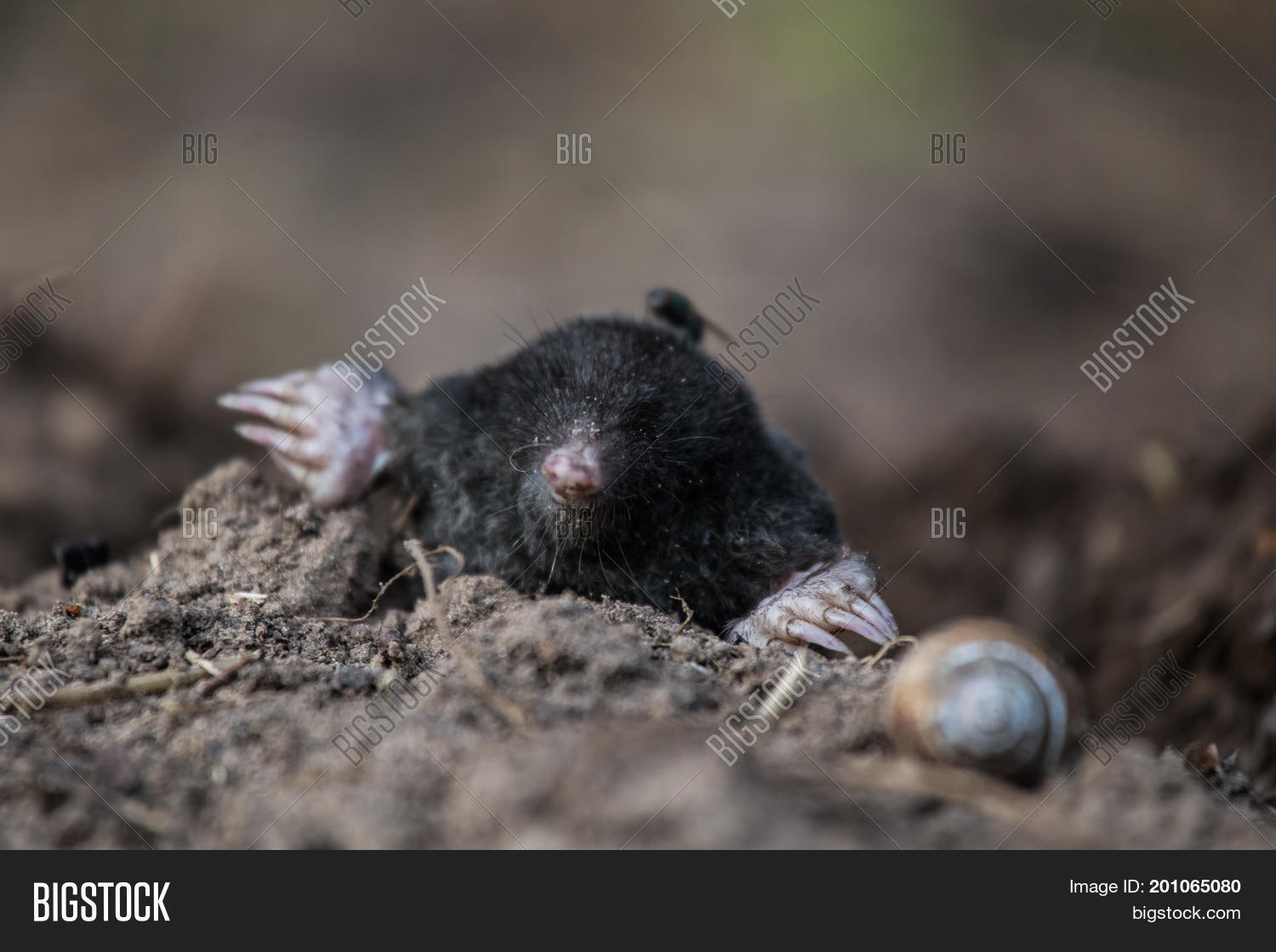Curious Mole Sticking Image & Photo (Free Trial) | Bigstock