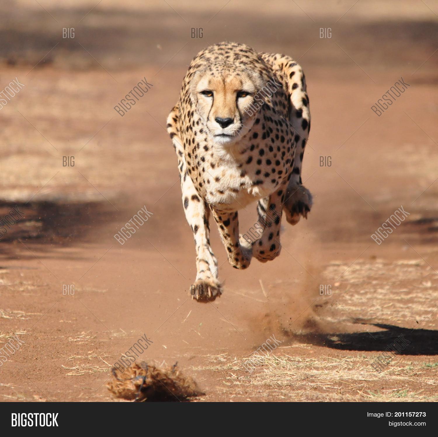 Cheetah Running During Image & Photo (Free Trial) | Bigstock