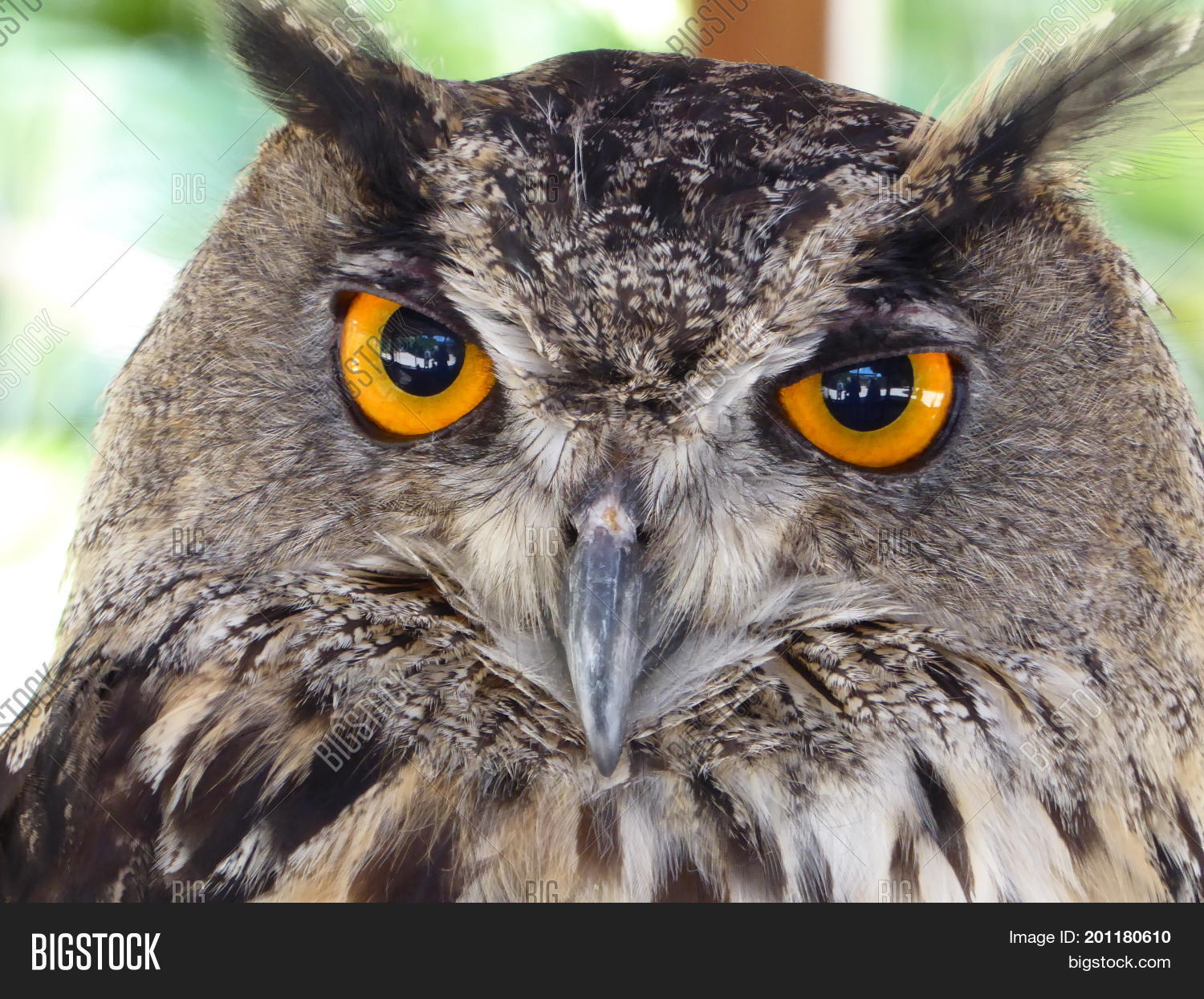 Great Horned Owl Face Image & Photo (Free Trial) | Bigstock