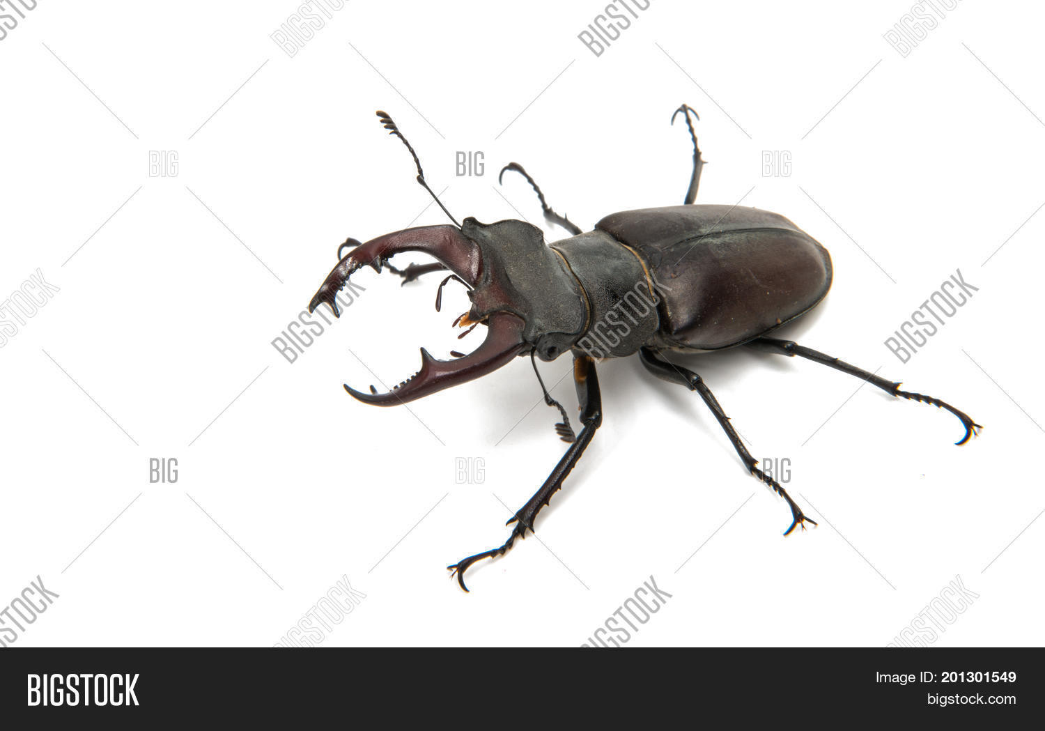 Beetle Stag Beetle Image & Photo (Free Trial) | Bigstock
