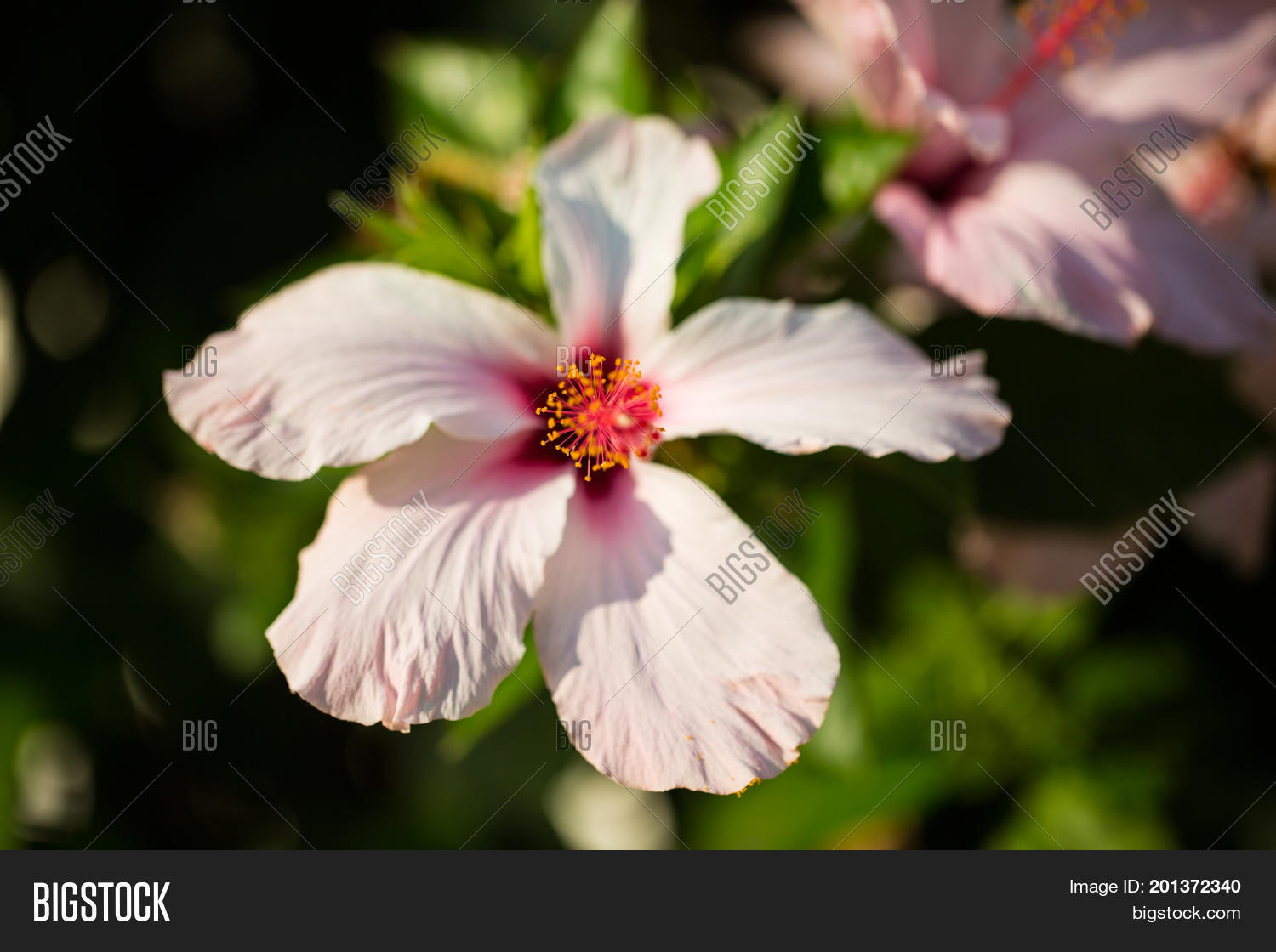 Pink Hibiscus Macro Image & Photo (Free Trial) | Bigstock