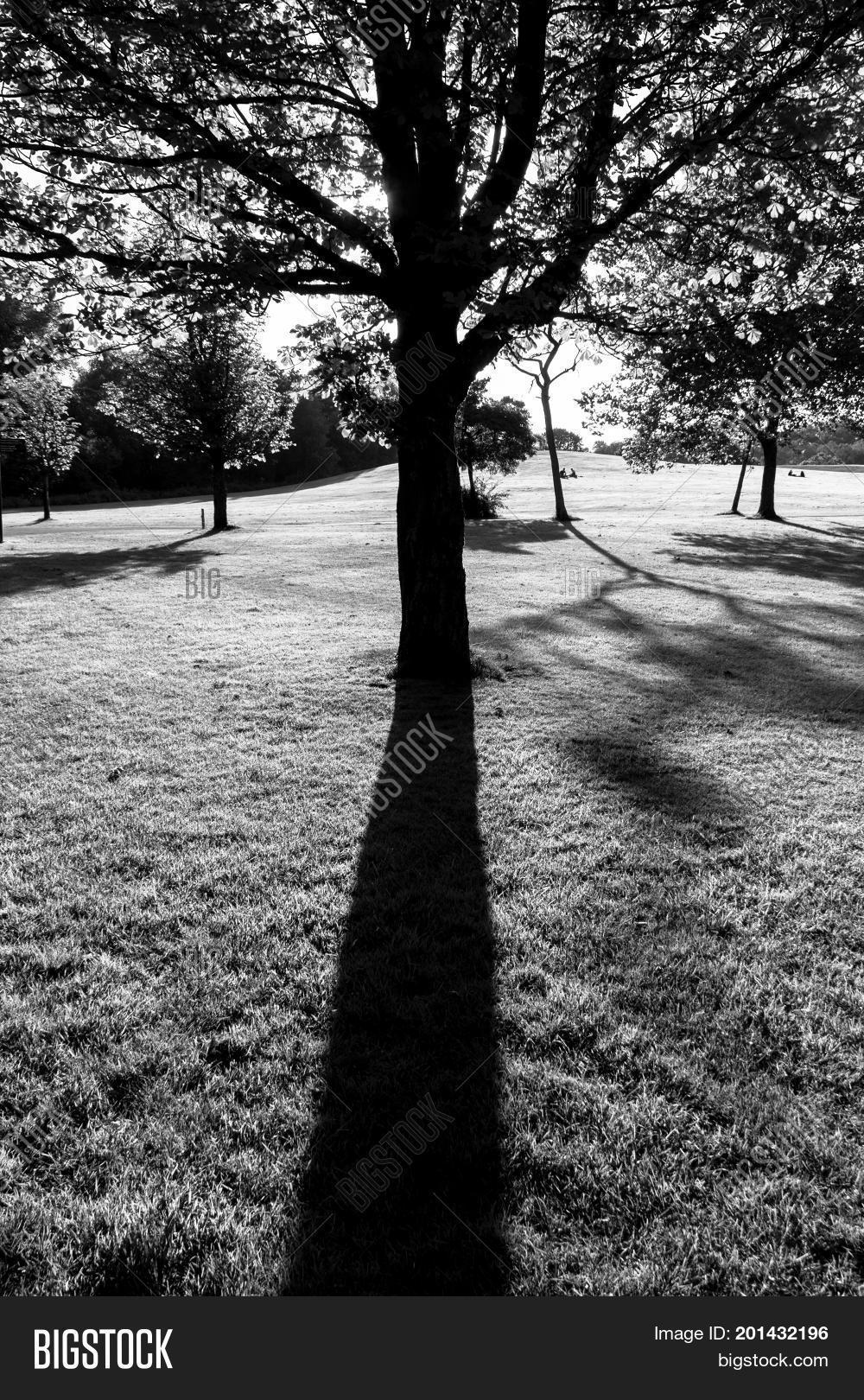 Tree Silhouette Shadow Image & Photo (Free Trial) | Bigstock