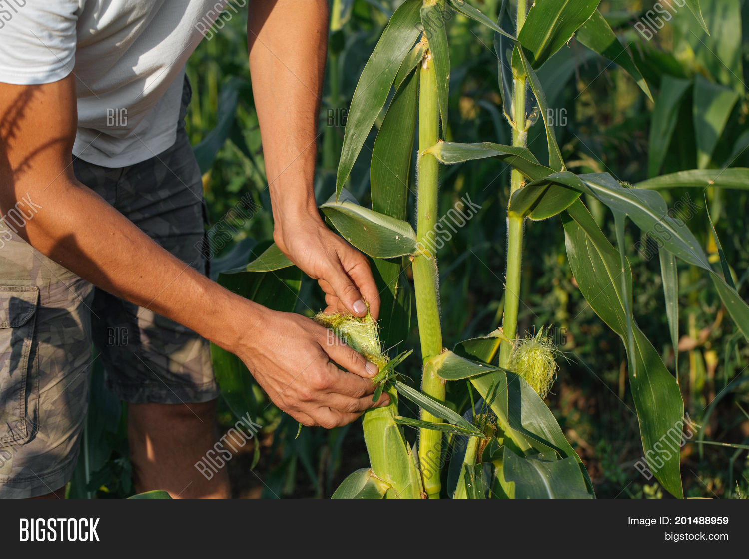 Farmer Inspecting Corn Image & Photo (Free Trial) | Bigstock