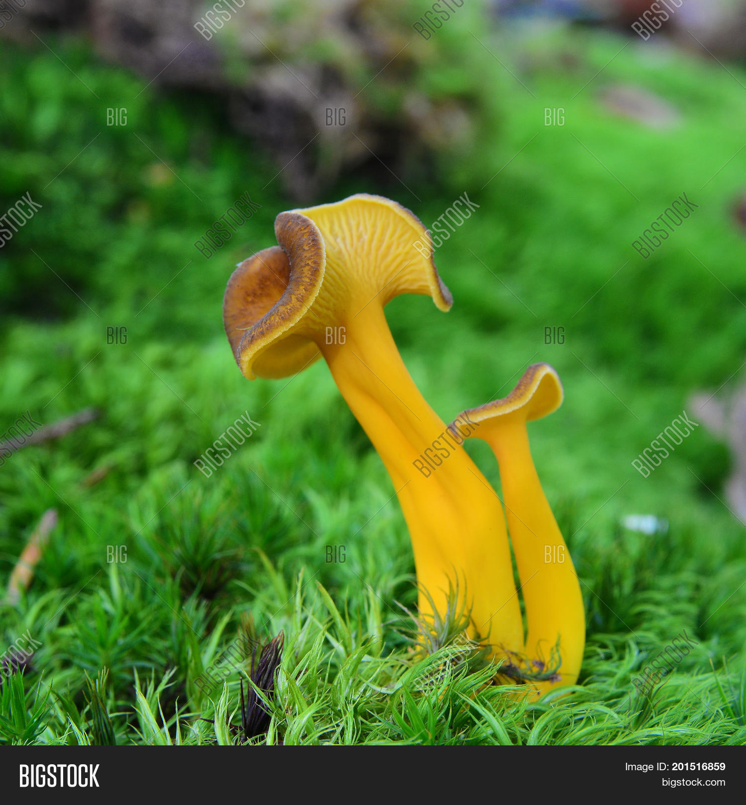 Craterellus Lutescens Image & Photo (Free Trial) | Bigstock