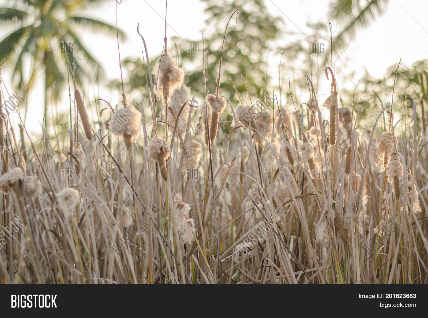 Typha Angustifolia Image & Photo (Free Trial) | Bigstock