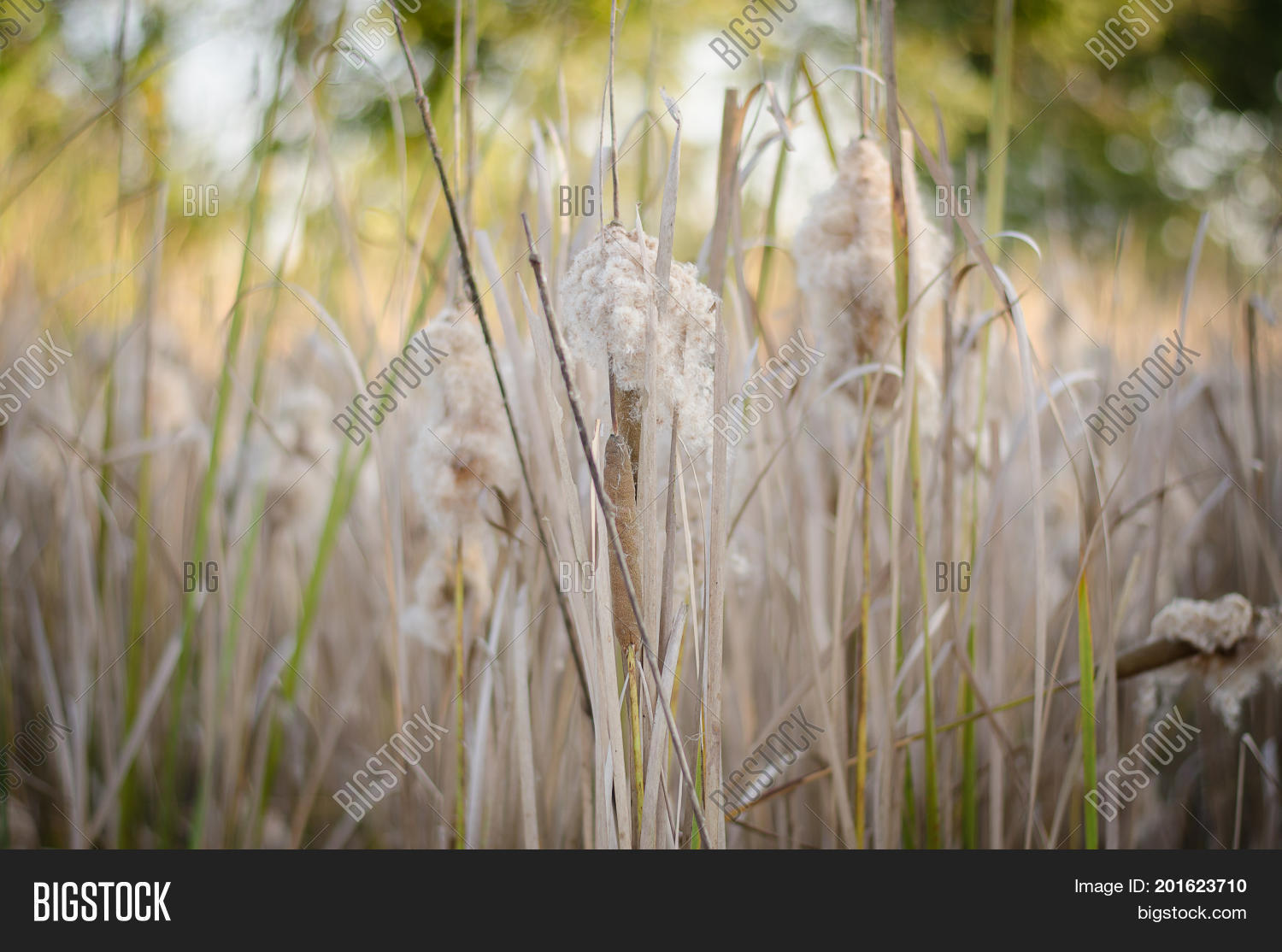 Typha Angustifolia Image & Photo (Free Trial) | Bigstock