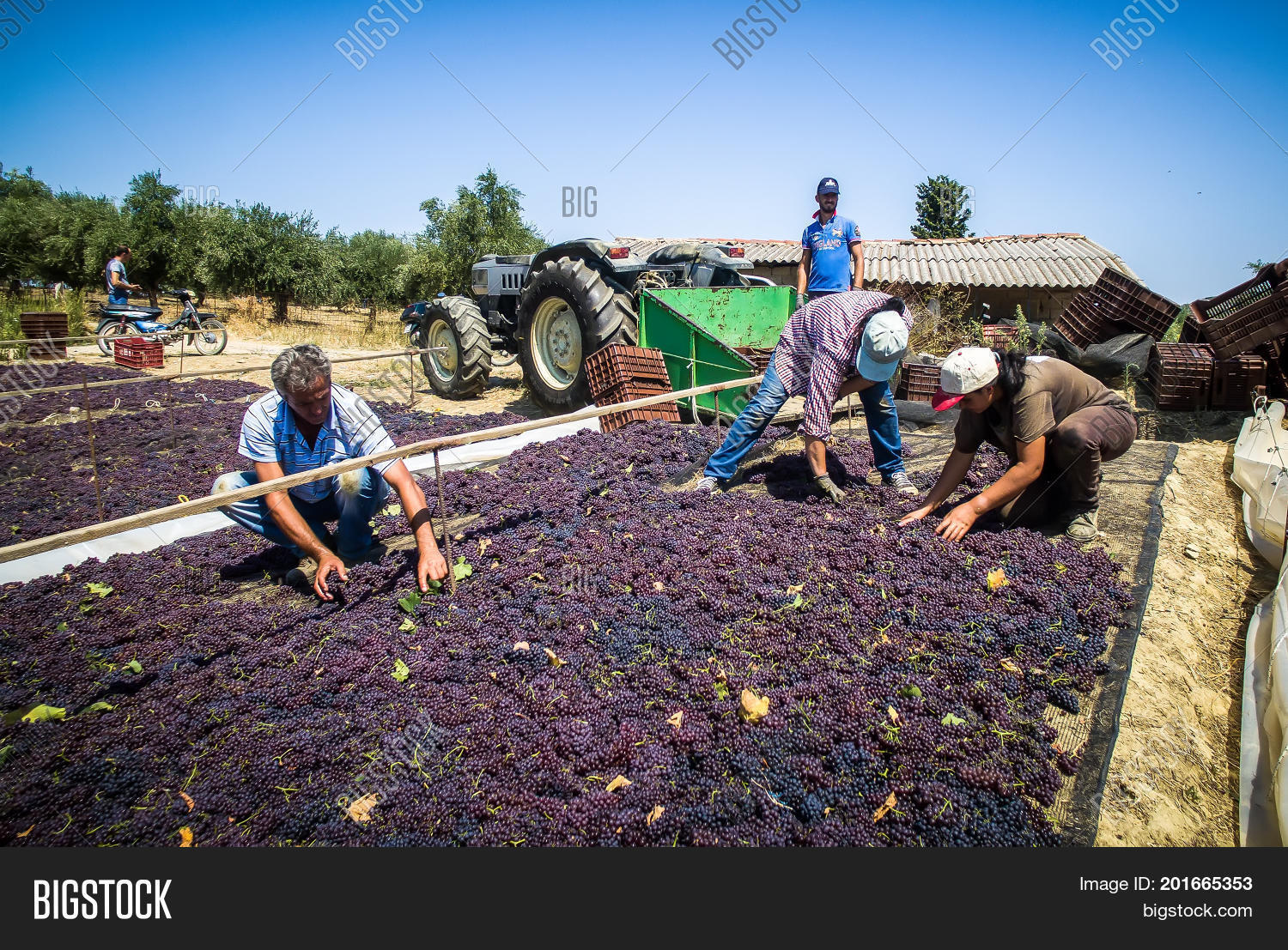 Pick Dry Raisins Image & Photo (Free Trial) | Bigstock