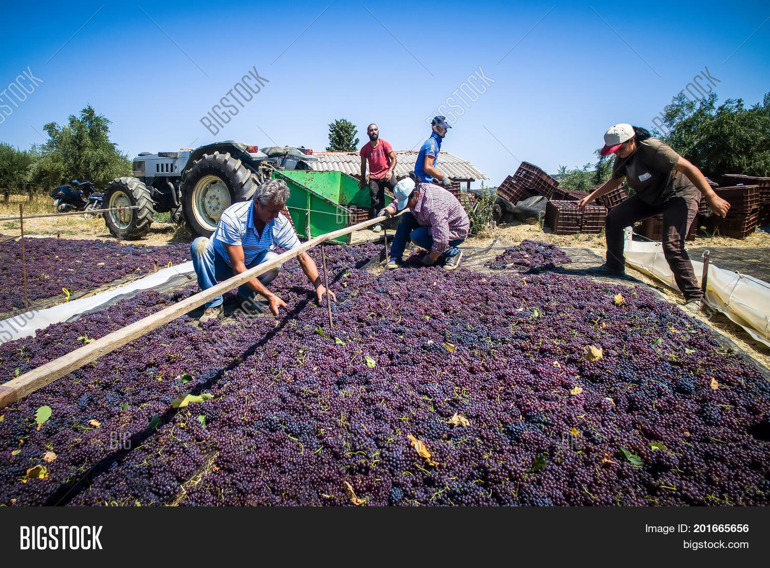 Pick Dry Raisins Image & Photo (Free Trial) | Bigstock