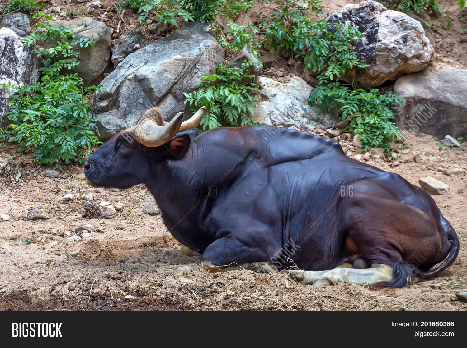 Big Adult Gaur Bos Image & Photo (Free Trial) | Bigstock