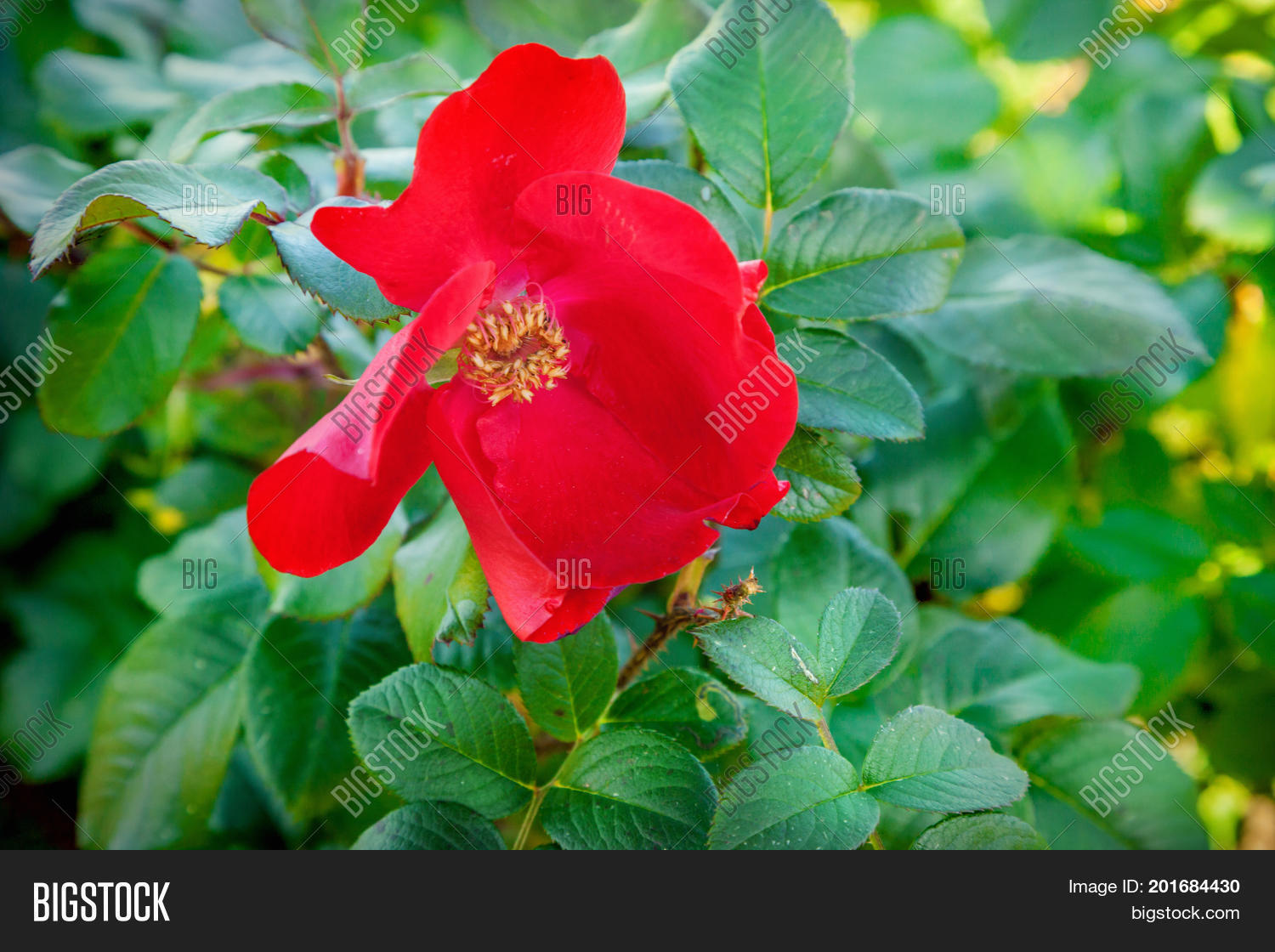 Wild Rose Flower Image & Photo (Free Trial) | Bigstock