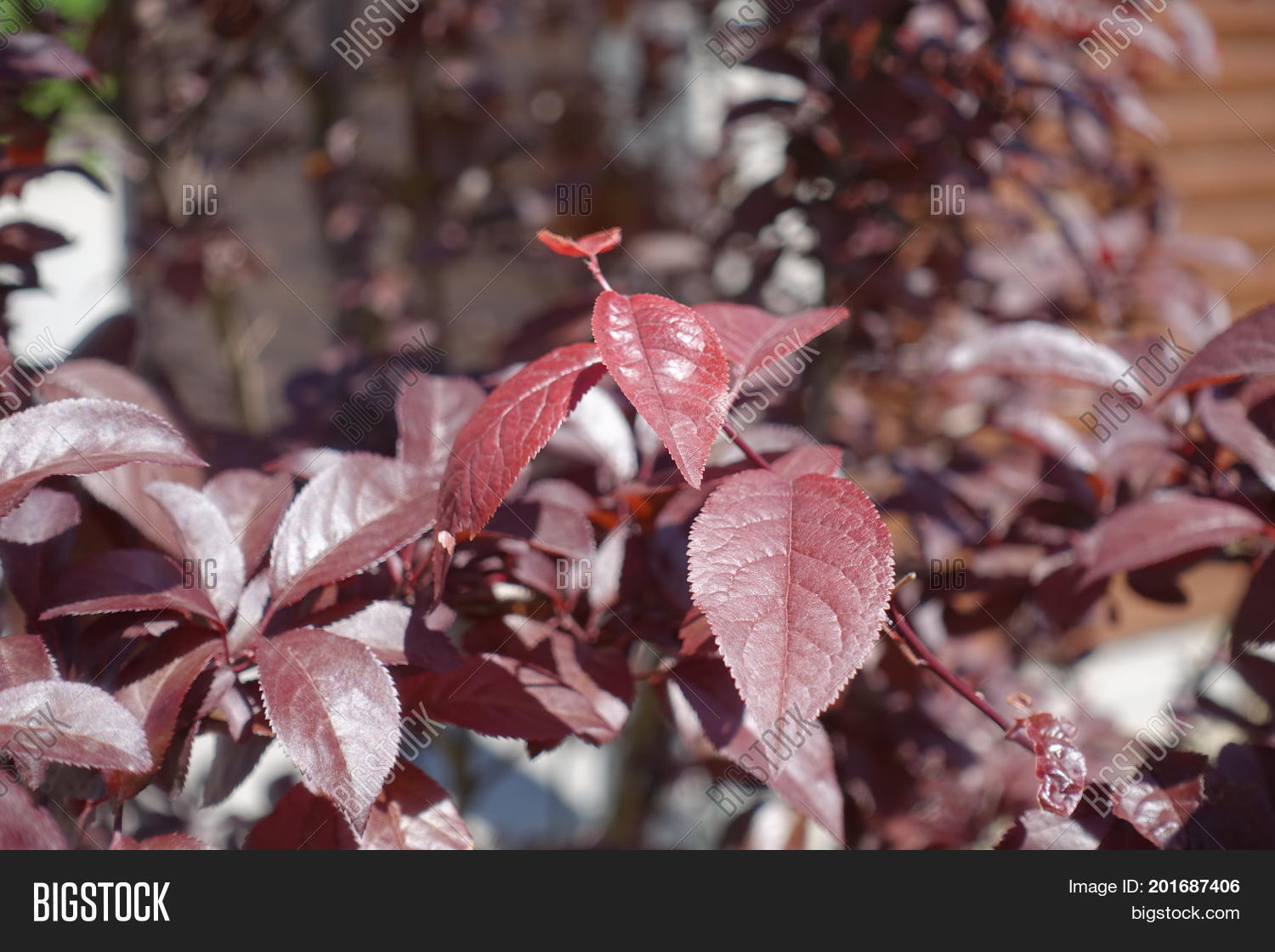 Close Purple Leaves Image & Photo (Free Trial) | Bigstock
