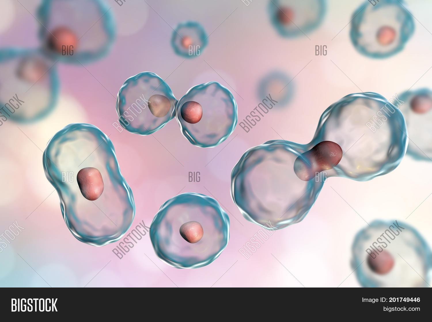 Dividing Cells On Image & Photo (Free Trial) | Bigstock