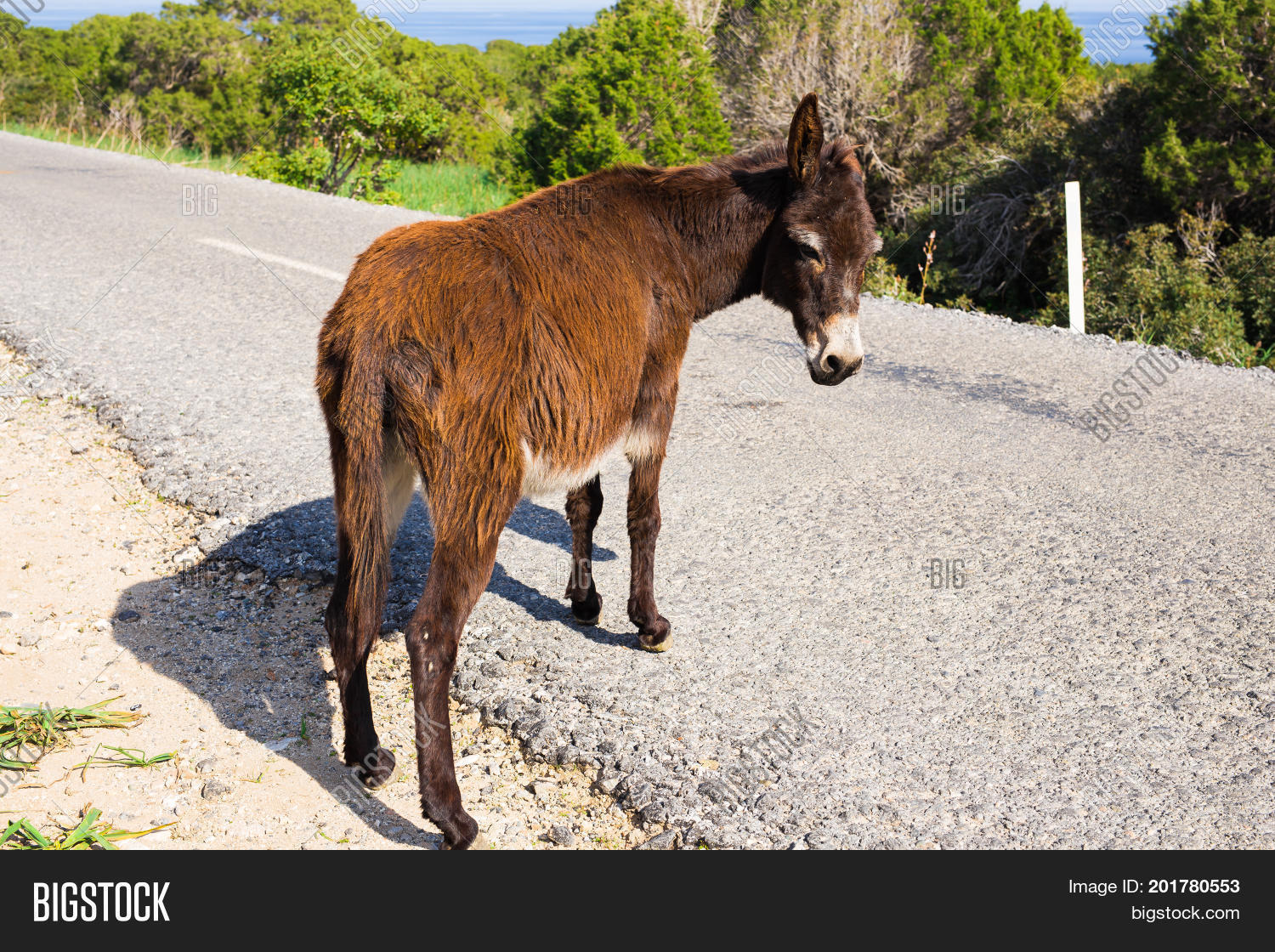 Funny Donkey Looking Image & Photo (Free Trial) | Bigstock