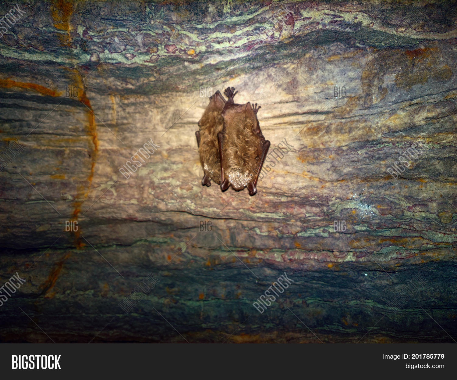 Bats Inhabitants Caves Image & Photo (Free Trial) | Bigstock