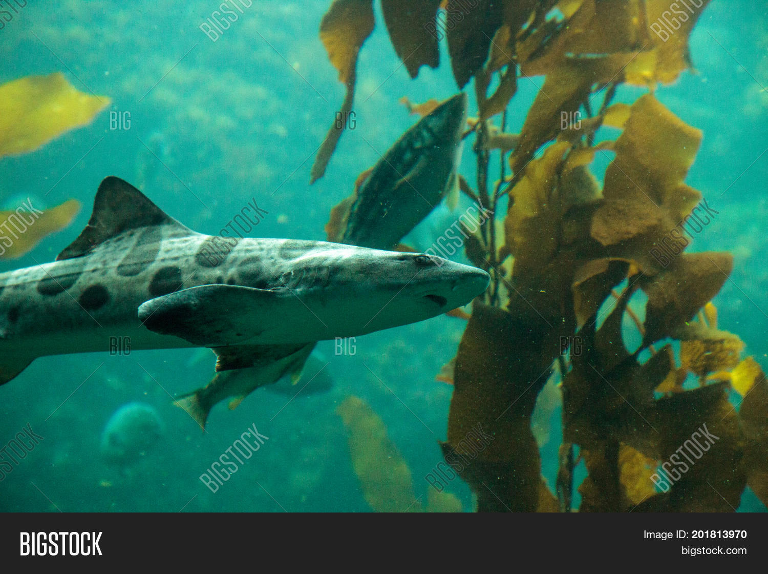 Leopard Shark Triakis Image & Photo (Free Trial) | Bigstock