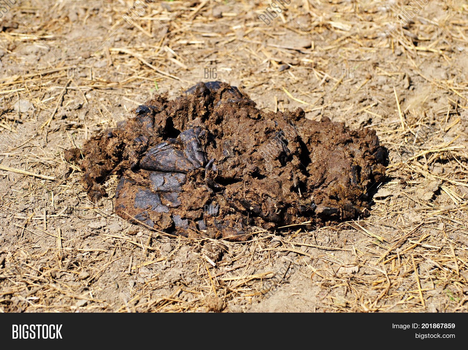 Large Bull Dung Drying Image & Photo (Free Trial) | Bigstock