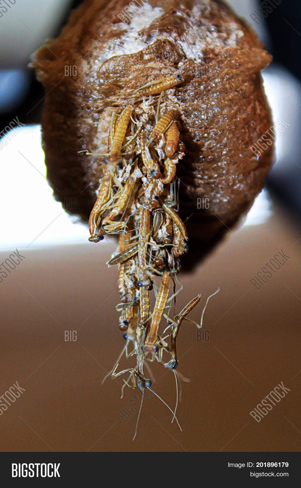 ภาพและภาพถ่าย (ทดลองใช้ฟรี) | Bigstock