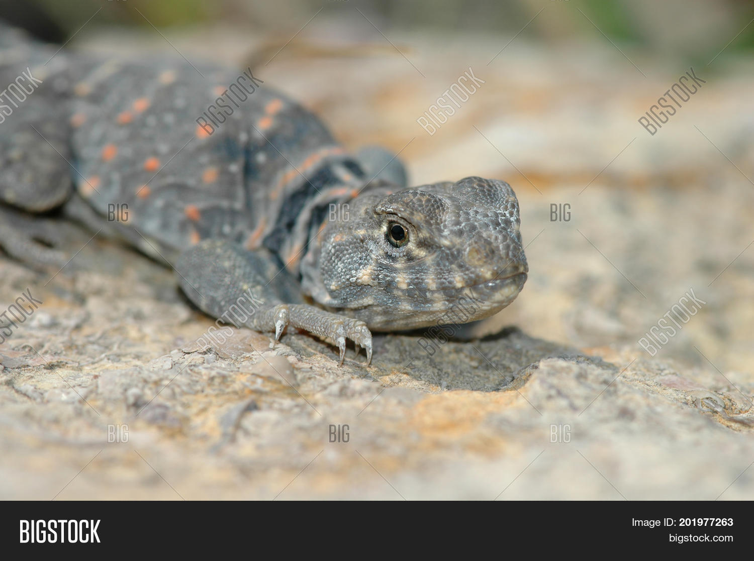 Eastern Collard Lizard Image & Photo (Free Trial) | Bigstock