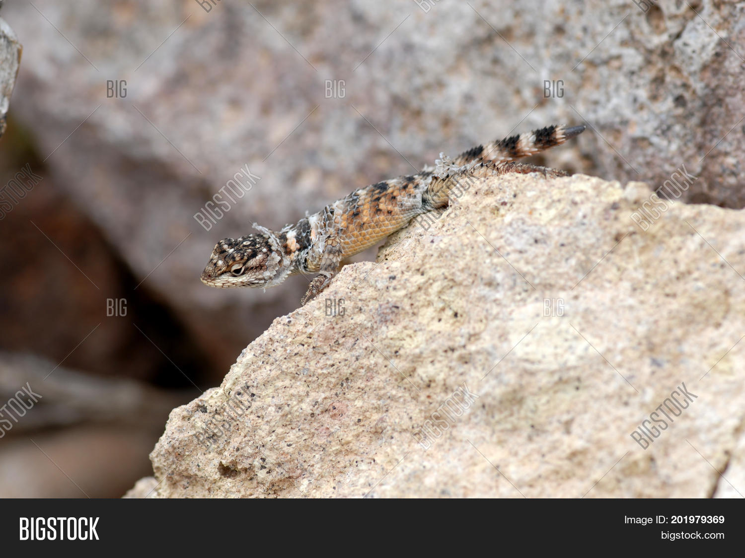 Small Spiny Lizard Image & Photo (Free Trial) | Bigstock