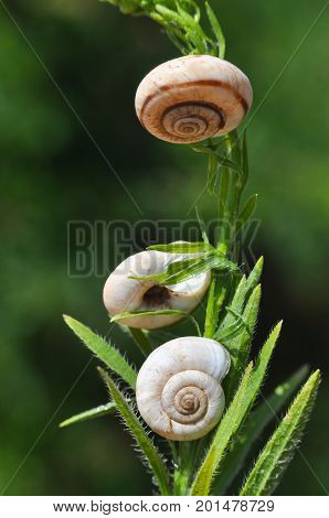 Little Snails Shells Image & Photo (Free Trial) | Bigstock