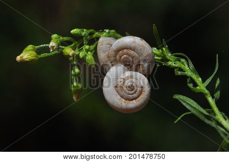 Little Snails Shells Image & Photo (Free Trial) | Bigstock