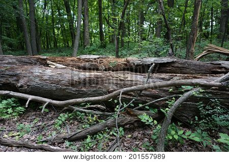 Fallen Trees Rot On Image & Photo (Free Trial) | Bigstock