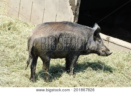 Small Wild Boar Eating Image & Photo (Free Trial) | Bigstock
