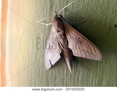 Moth Isolated On White Image & Photo (Free Trial) | Bigstock
