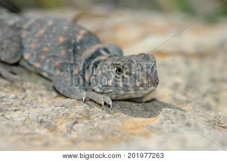 Eastern Collard Lizard Image & Photo (Free Trial) | Bigstock