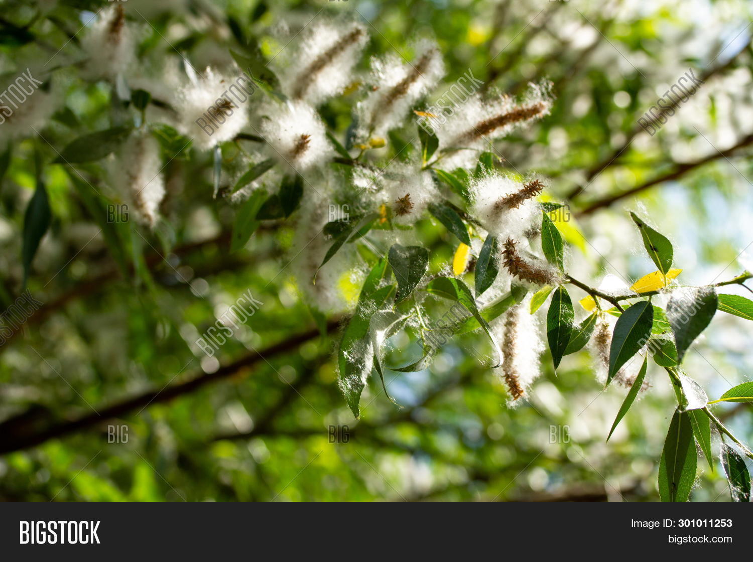 Bloom Spring Some Image & Photo (Free Trial) | Bigstock