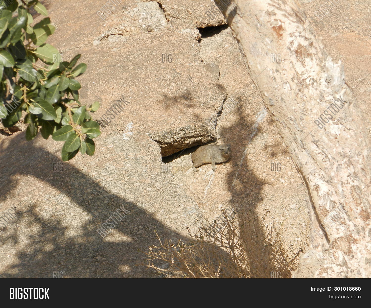 Segheneiti, Eritrea - Image & Photo (Free Trial) | Bigstock
