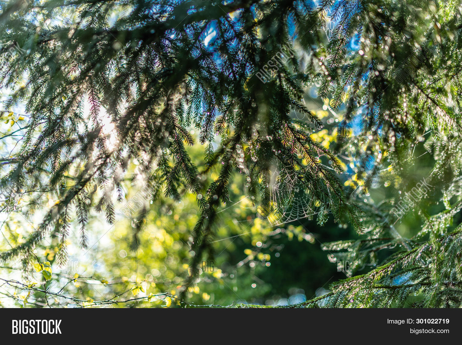 Defocused Green Image & Photo (Free Trial) | Bigstock