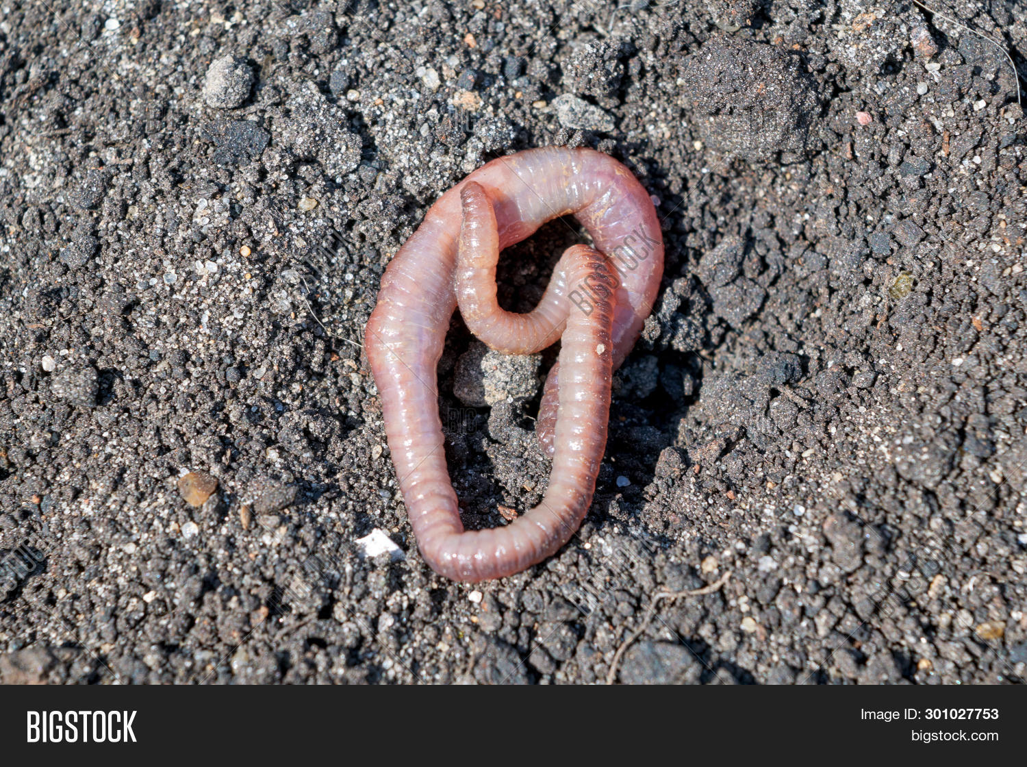Long Earthworm Image & Photo (Free Trial) | Bigstock