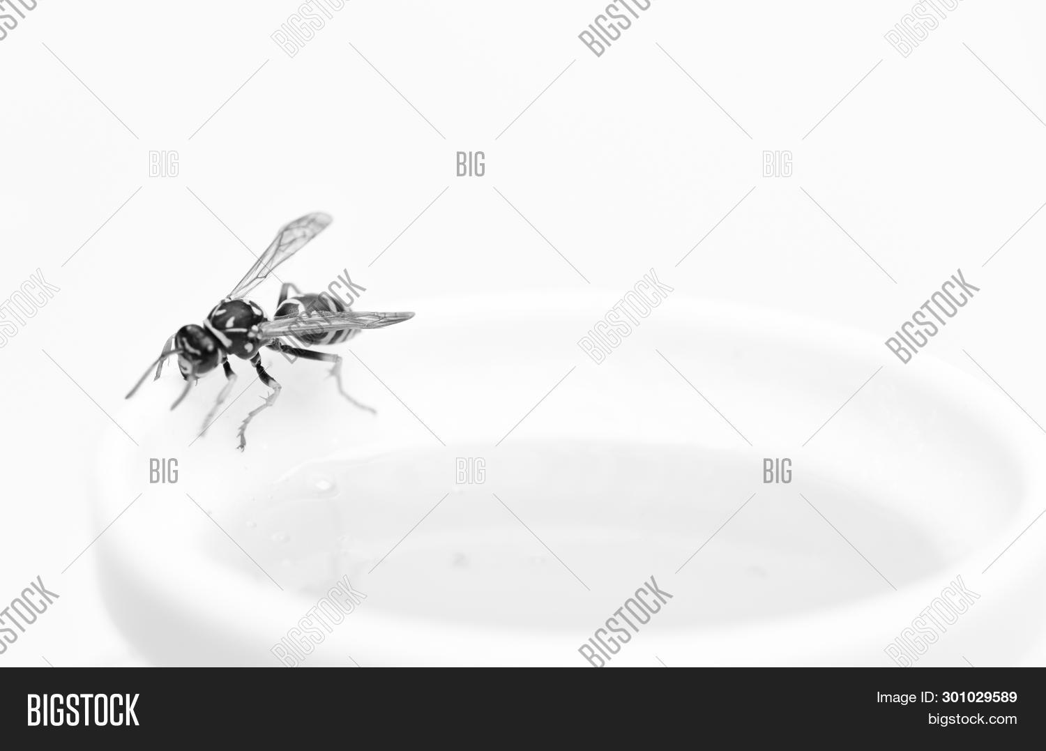 Bee Wasp On Cup Honey Image & Photo (Free Trial) | Bigstock