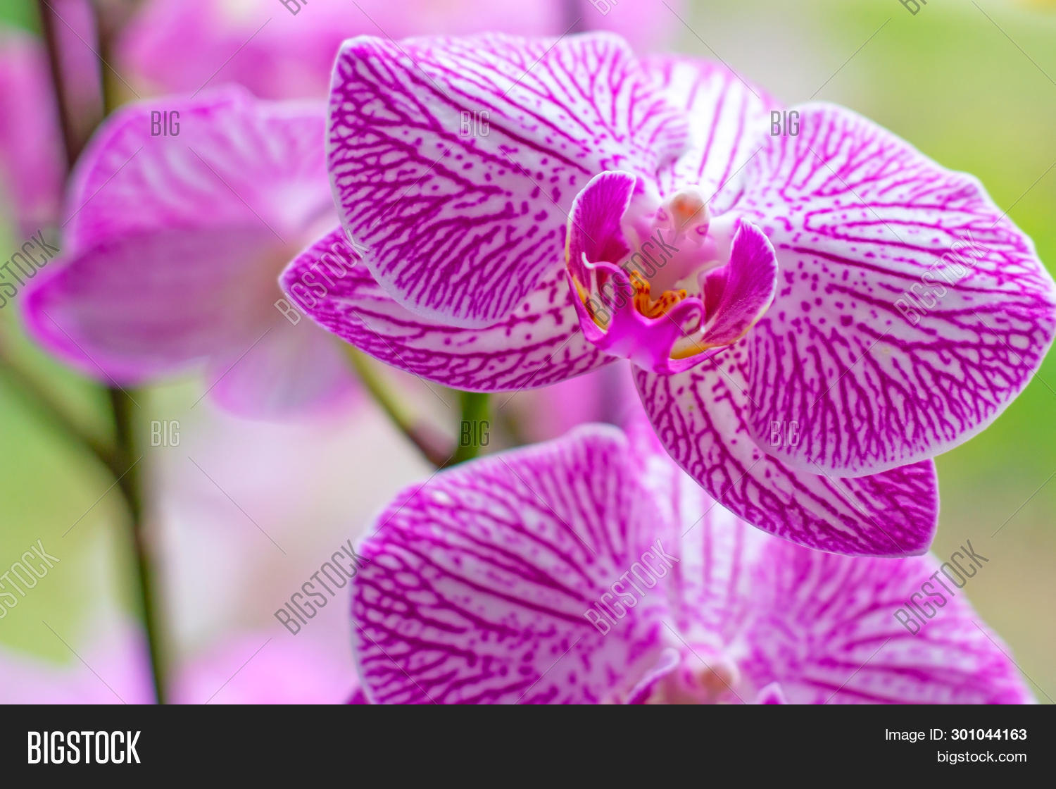 Beautiful Tropical Image & Photo (Free Trial) | Bigstock