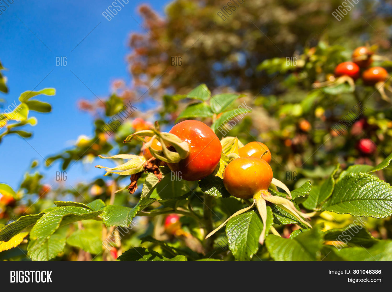 Wild Rose Hips Bright Image & Photo (Free Trial) | Bigstock
