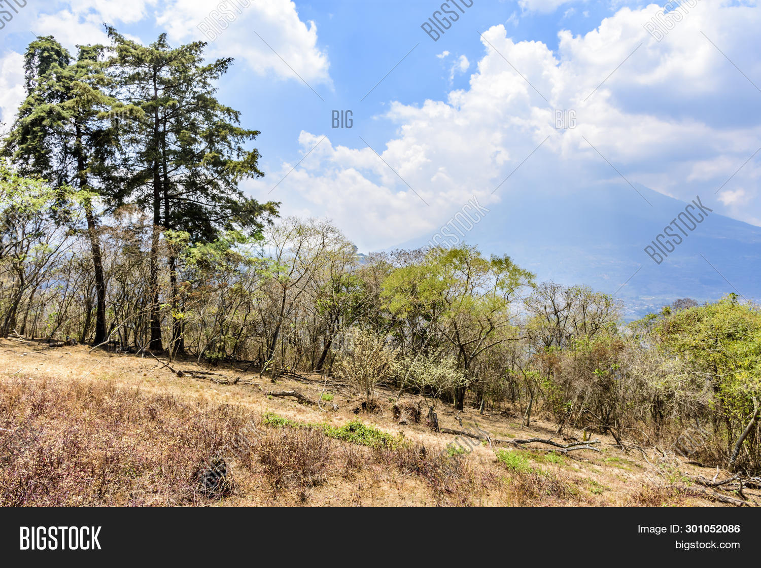 Dry Vegetation On Image & Photo (Free Trial) | Bigstock