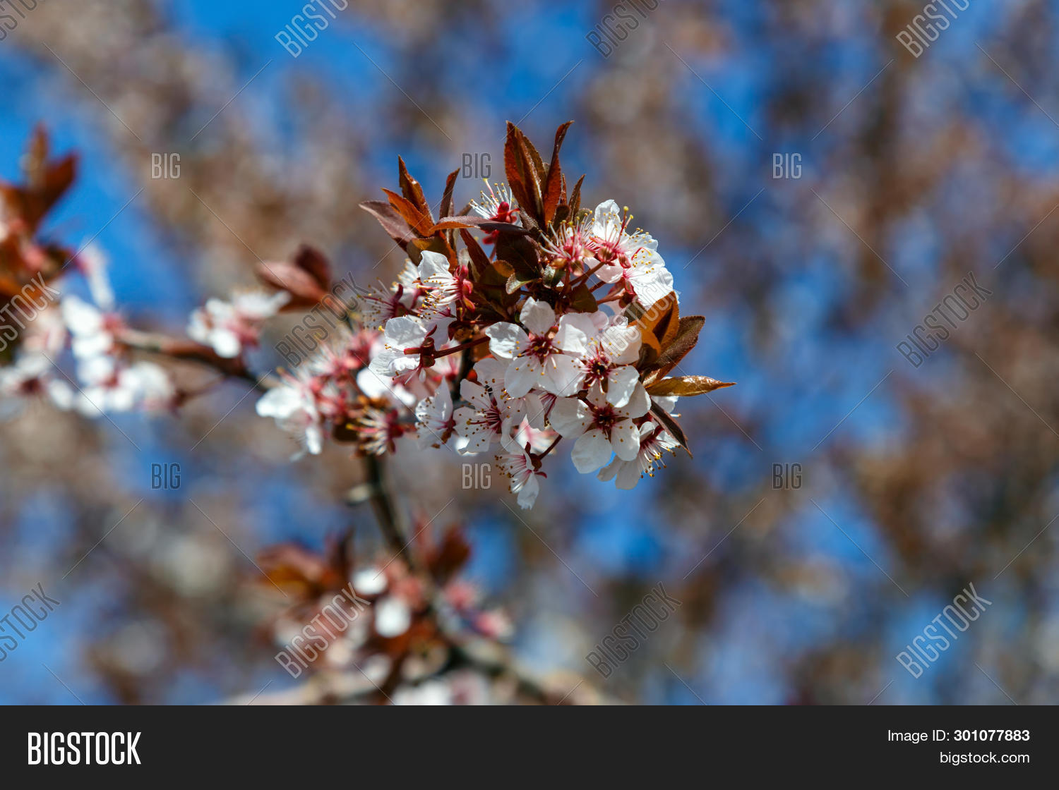 Flowering Plum Image & Photo (Free Trial) | Bigstock