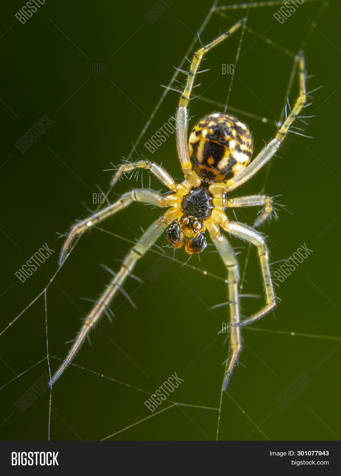 Big Yellow Translicent Image & Photo (Free Trial) | Bigstock