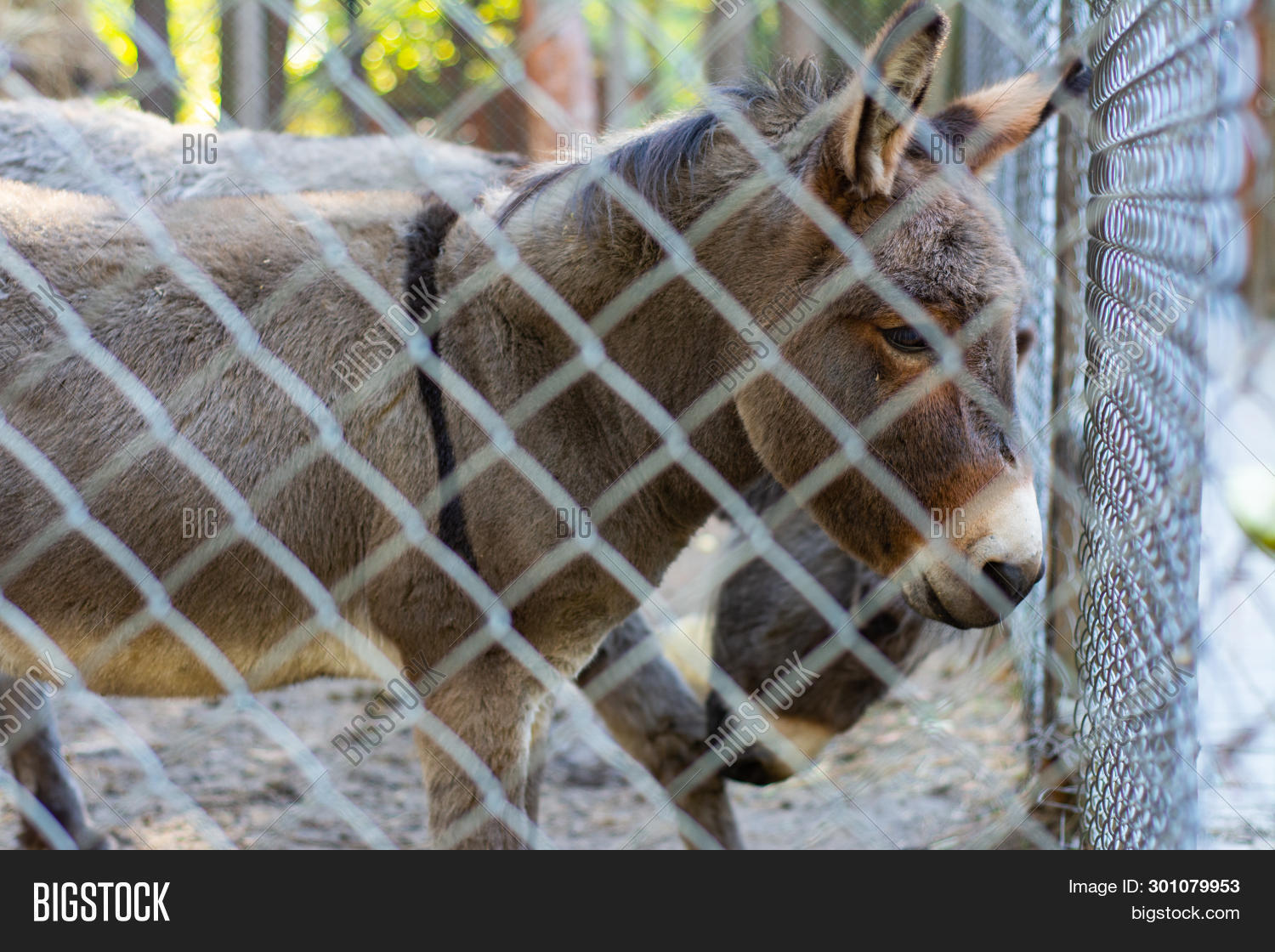 Normal Donkey Stands Image & Photo (Free Trial) | Bigstock