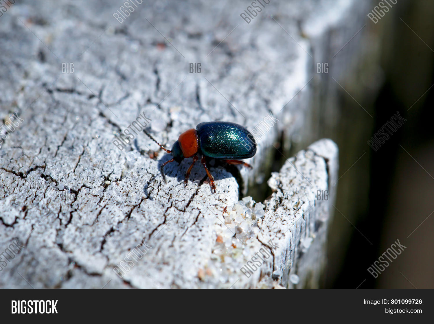 Beetles Variety Colors Image & Photo (Free Trial) | Bigstock