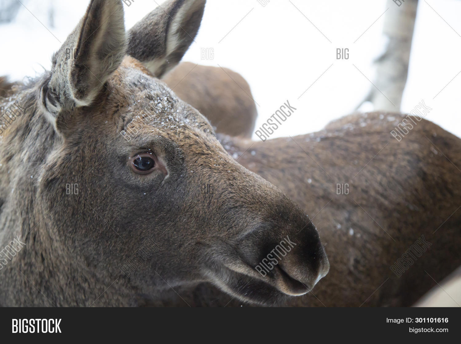 Moose On Moose Farm. Image & Photo (Free Trial) | Bigstock