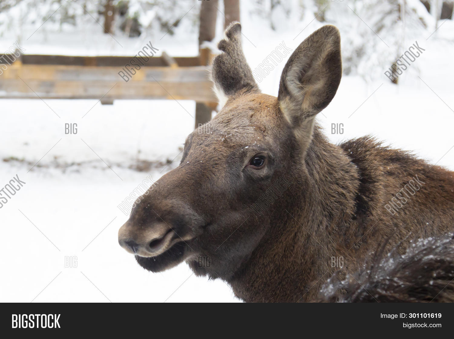Moose On Moose Farm. Image & Photo (Free Trial) | Bigstock