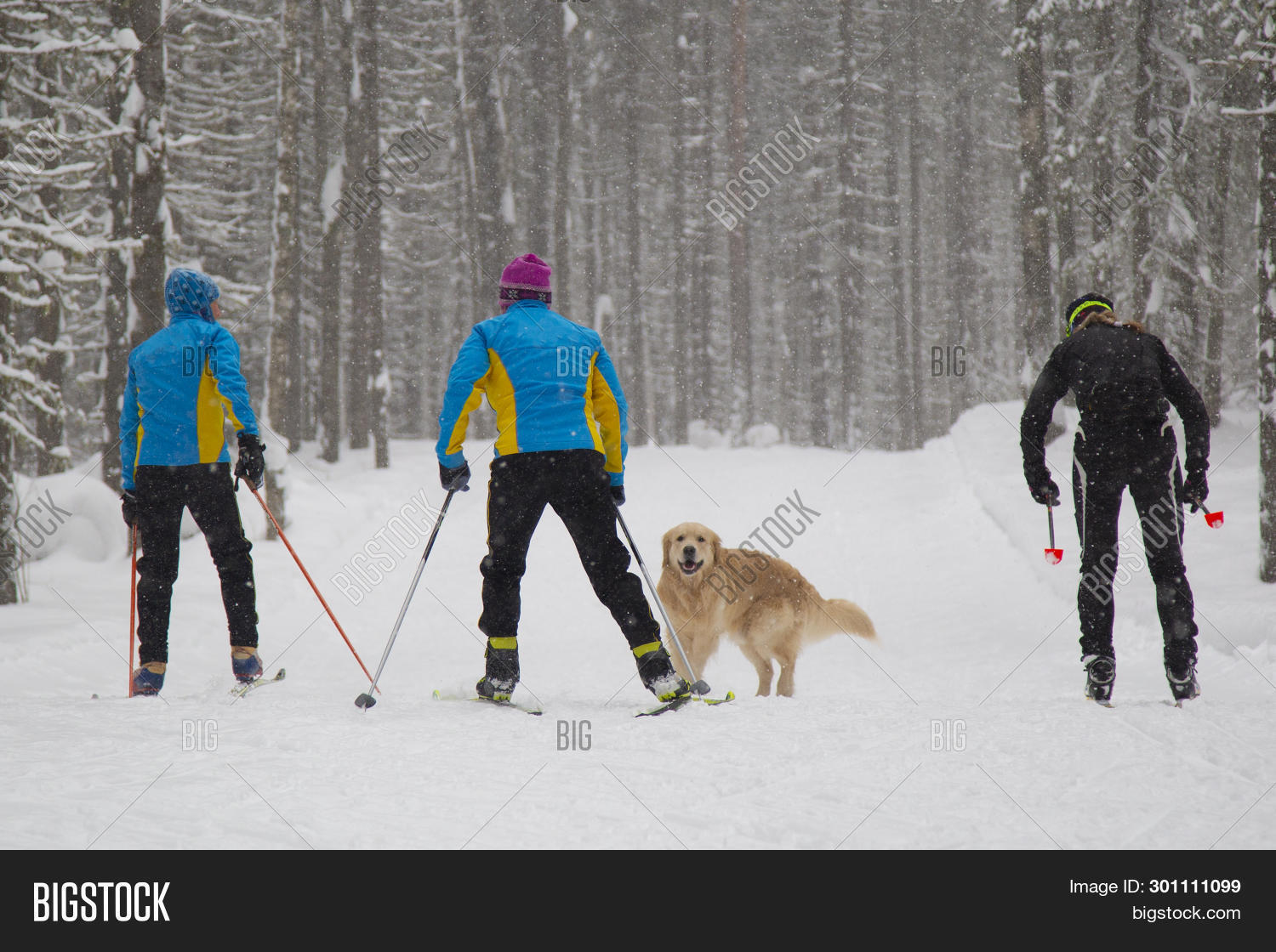 Skier Running On Skis Image & Photo (Free Trial) | Bigstock